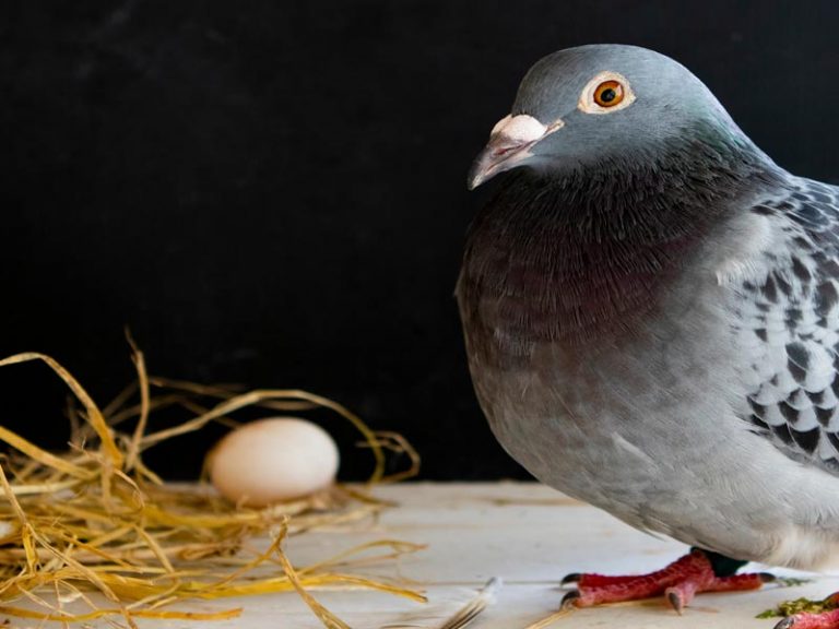 What are the Safe and Humane Methods for Getting Rid of Pigeons ...